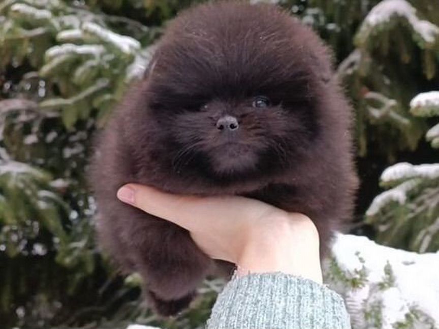 Черные Шпицы
