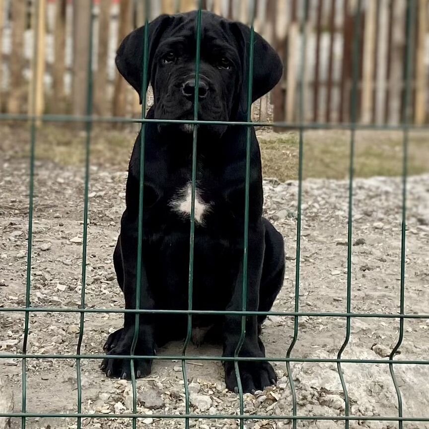 Кане-корсо, щенок