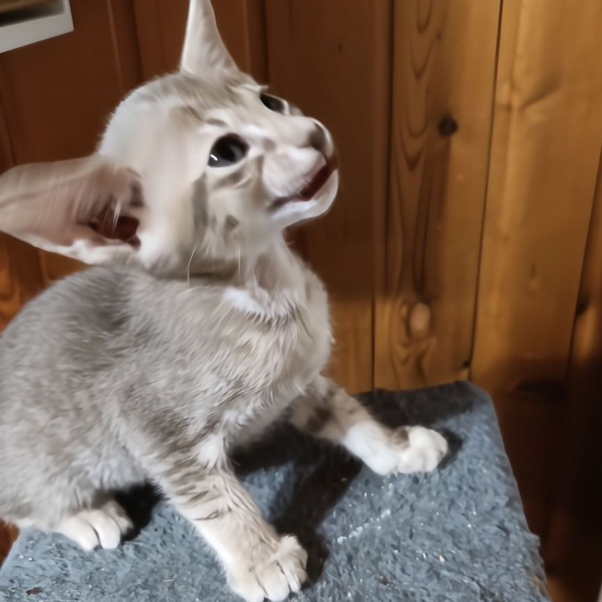 Ориентальный котёнок