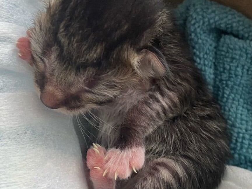 Котенок 1 неделя