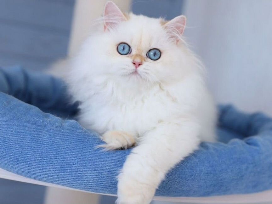 Британская шиншилла шоу класса