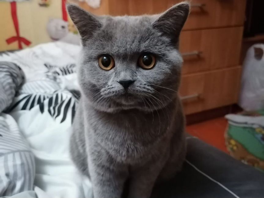 Британские котята