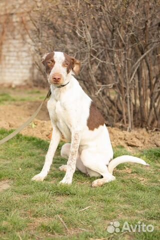 Собака Злата в добрые руки