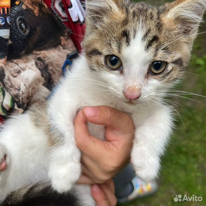 Котенок Мусик