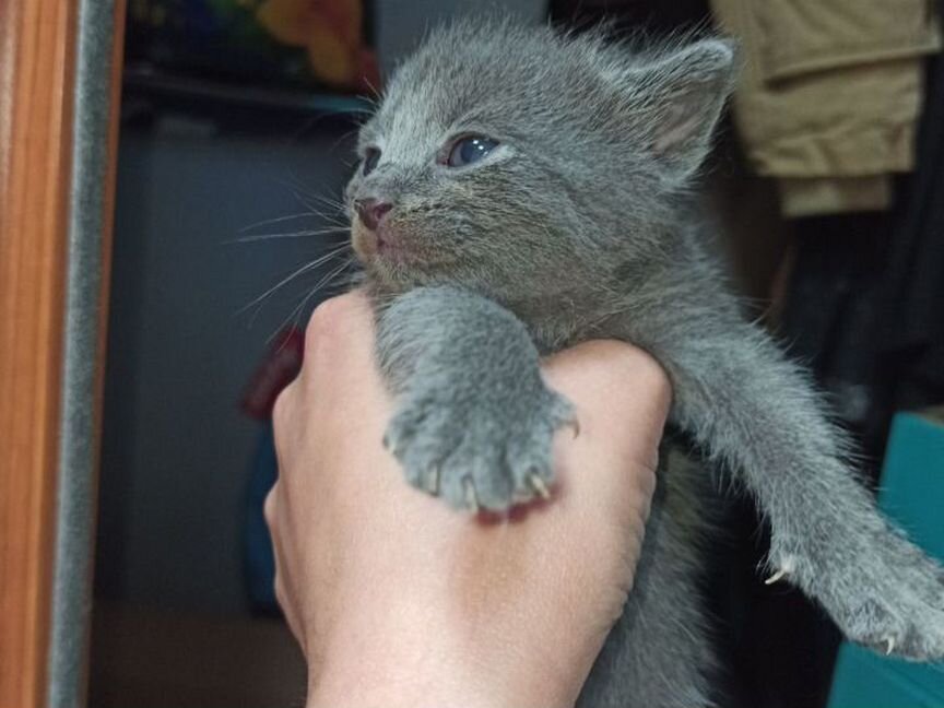 Британские котята