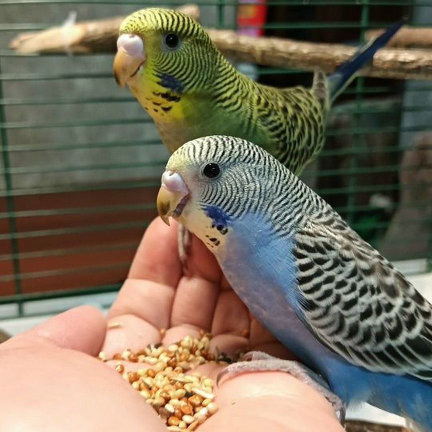 Птенцы волнистого попугая