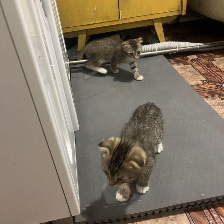 Отдам котят от шотладской кошки
