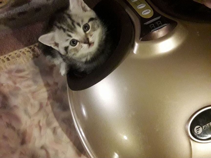 Шотладцы -котята на Новый год