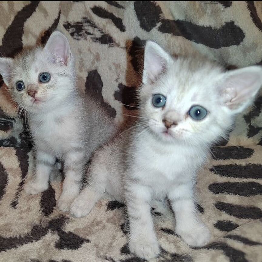 Котятки