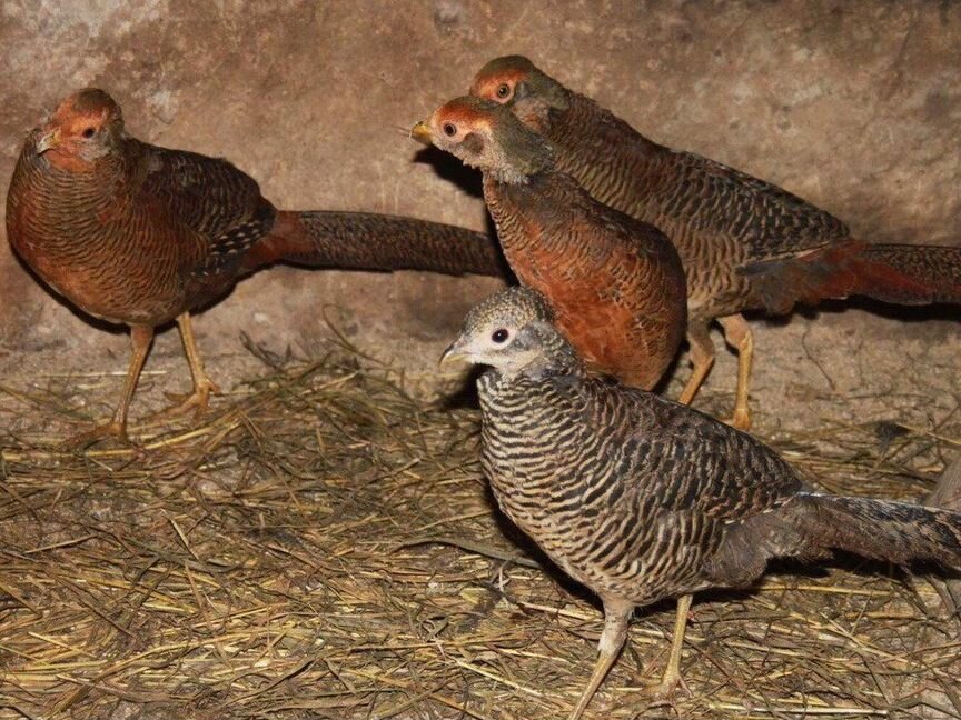 Золотой фазан