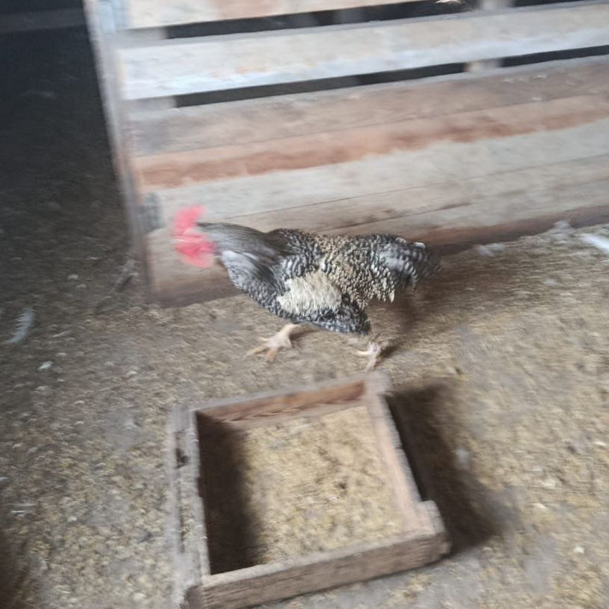 Петух продам