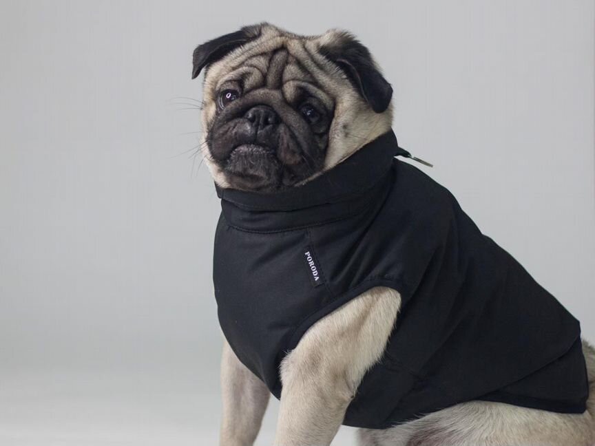 Жилетка для Мопса