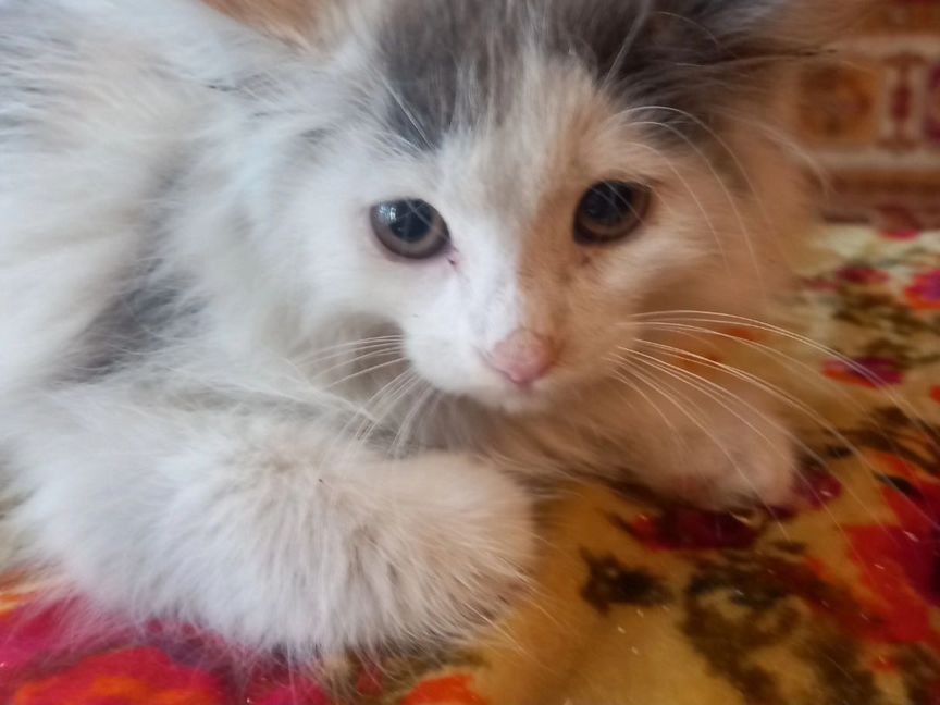 Маленький львенок