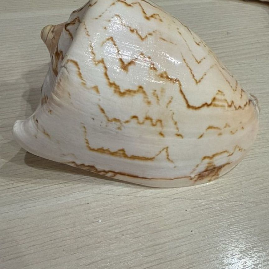 Ракушка морская большая