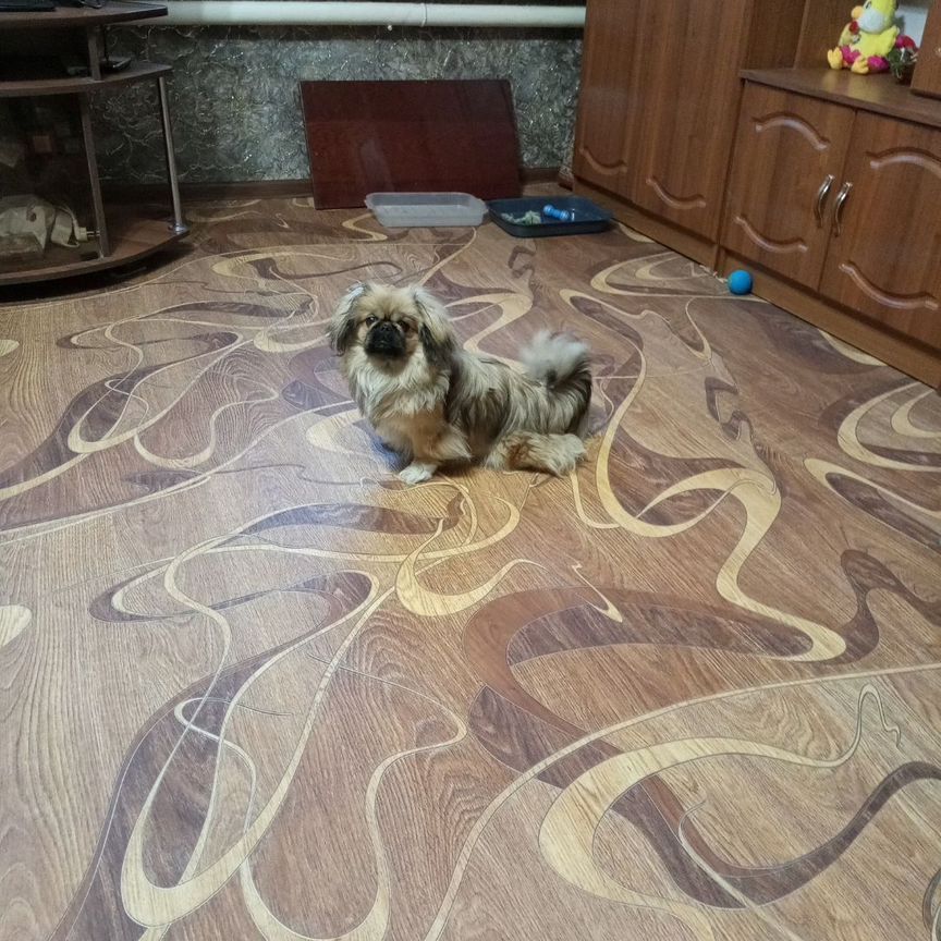 Продам маленькую собаку породы пекинес