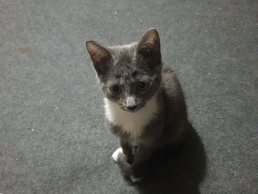 Одам котика хороший руку
