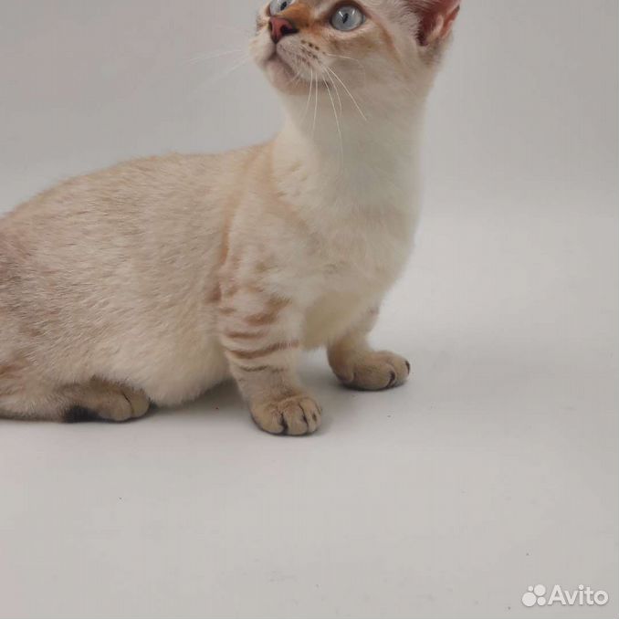 Котик стандартный манчкин