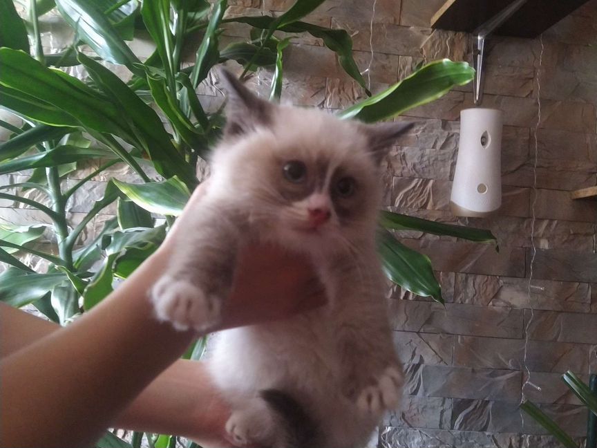 Приют для животных