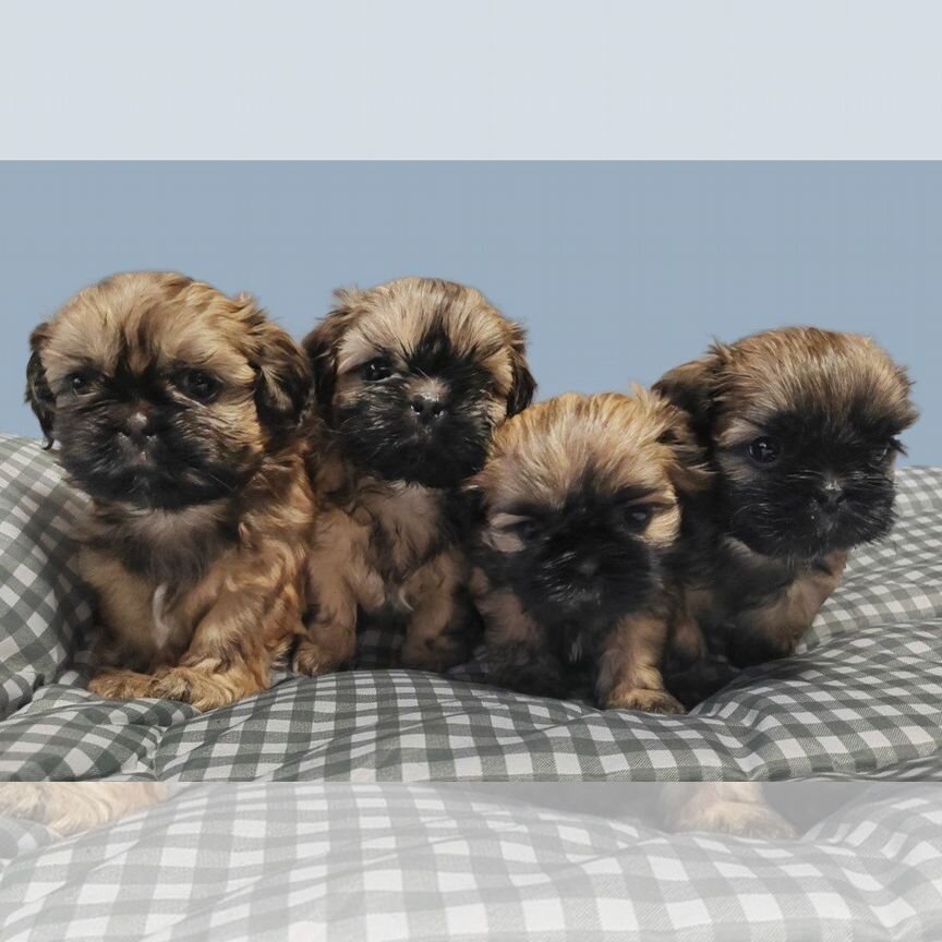 Ши-тцу, щенок