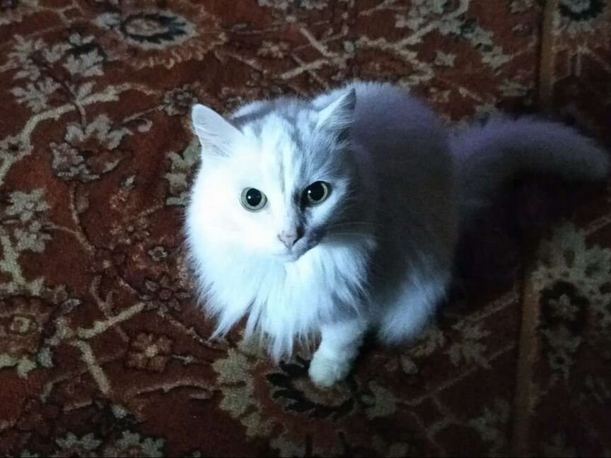 Кошечка в добрые руки