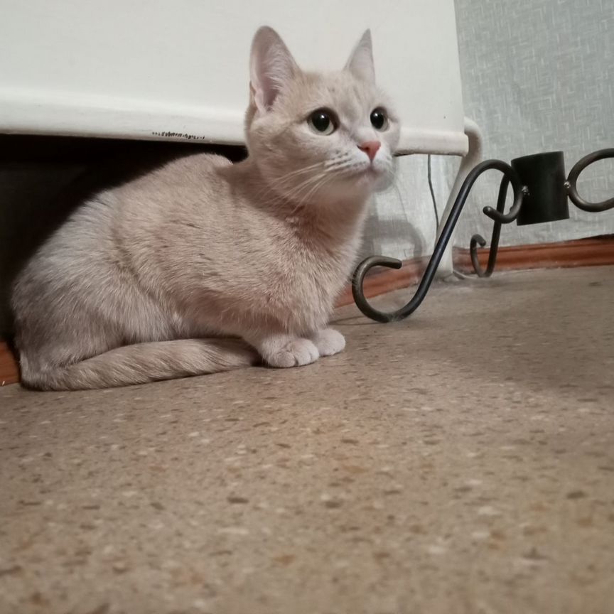 Взрослая, Девочка кошка в добрые руки