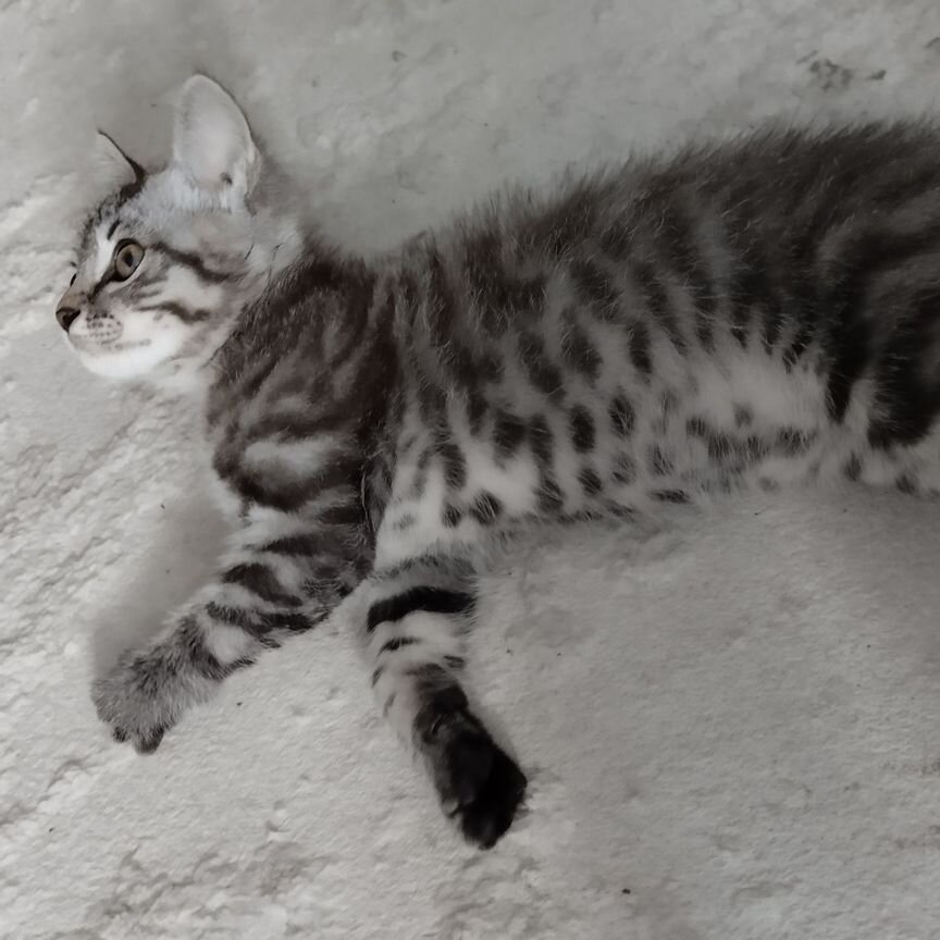 Котёнок в добрые руки