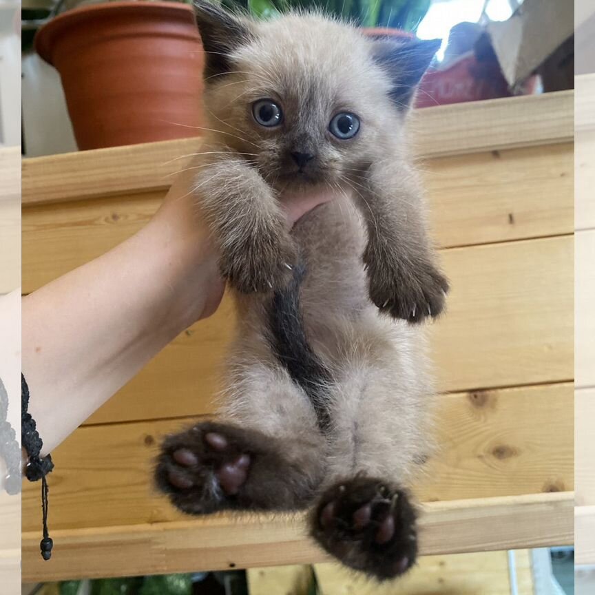 Котик