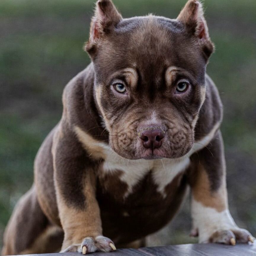 Американский булли, щенок