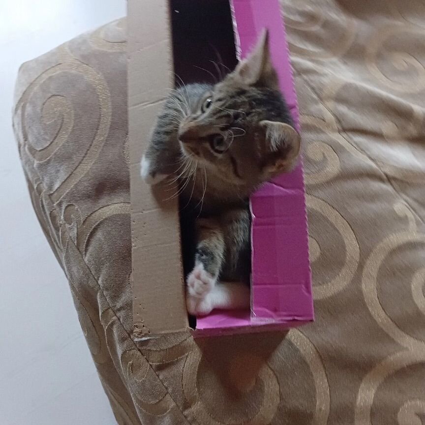 Котенок Пуршик