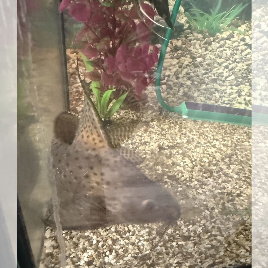 Сомики продажа или обмен