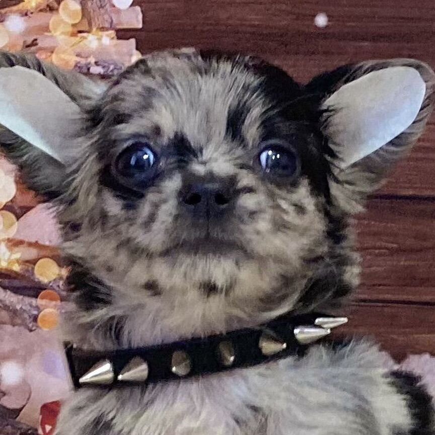 Чихуахуа, чёрный мраморный мальчик