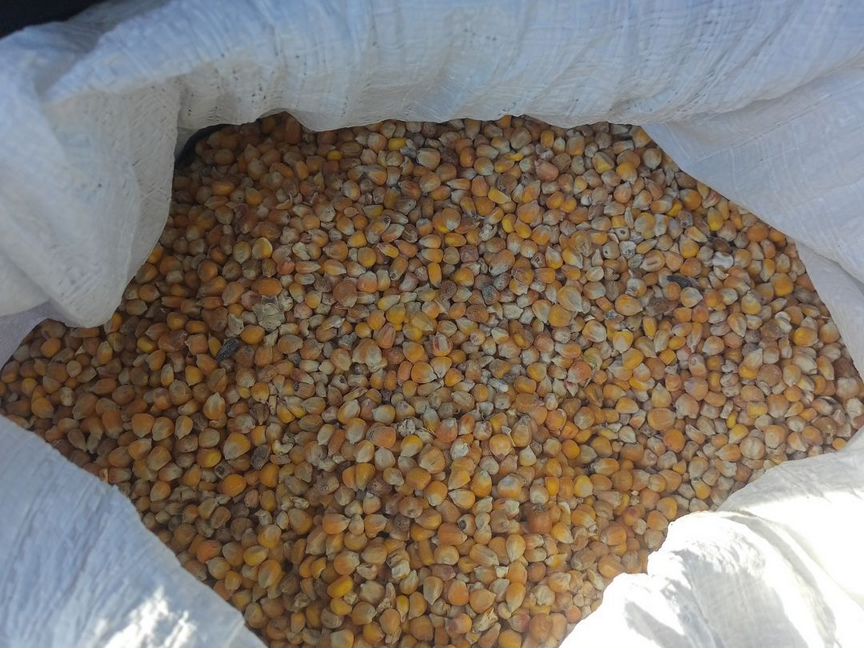 Зерно кукуруза кормовая фасованная