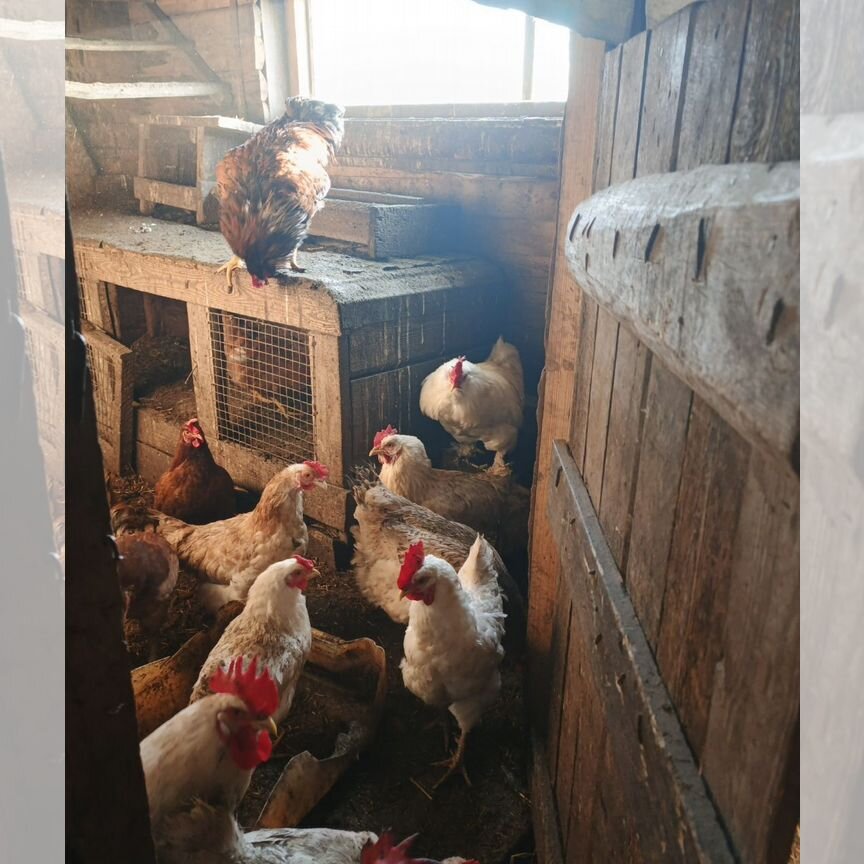 Молодые петухи