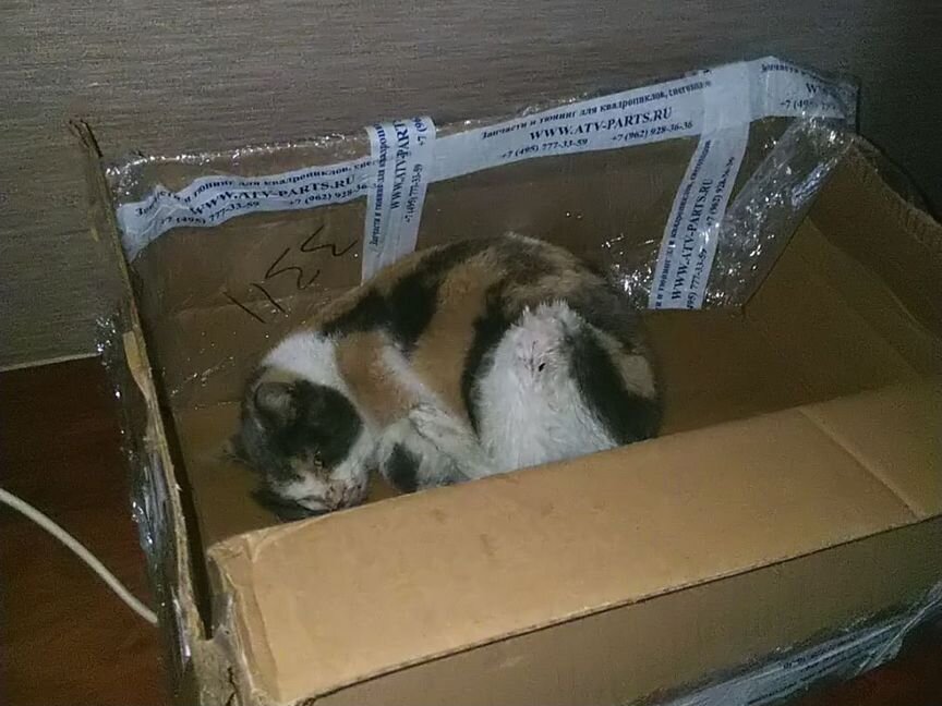 Кошечка