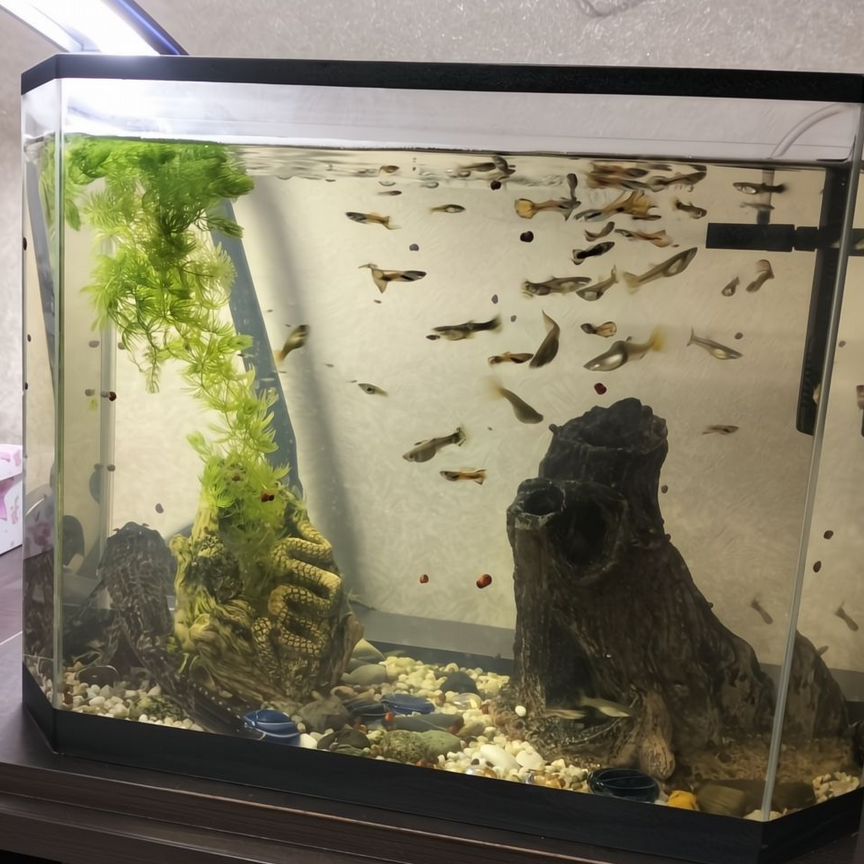 Рыбки гуппи