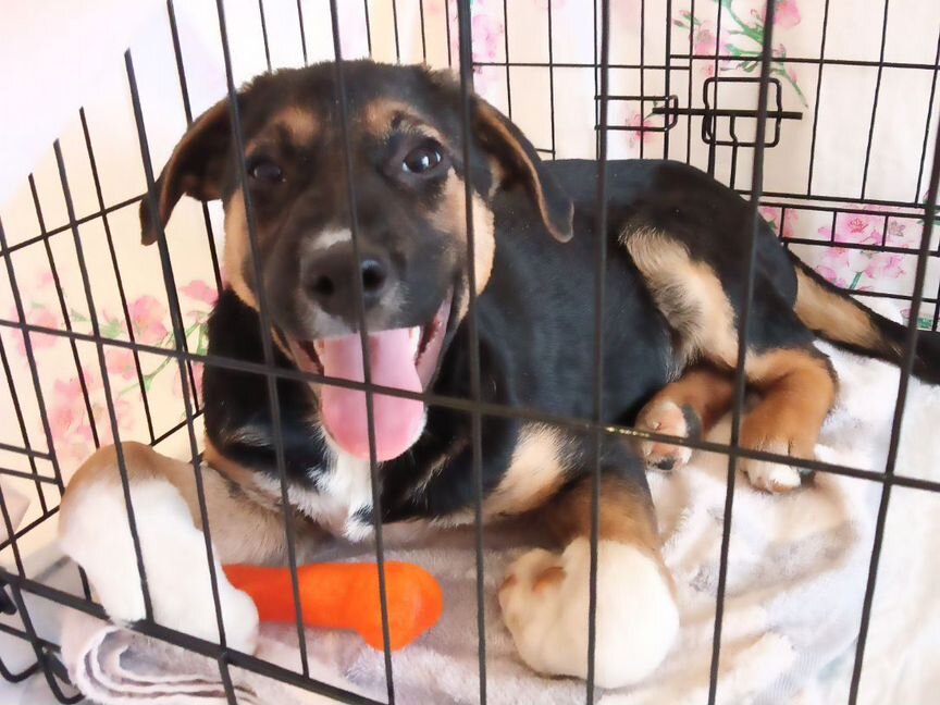 Лапочка щенок в добрые руки, мальчик