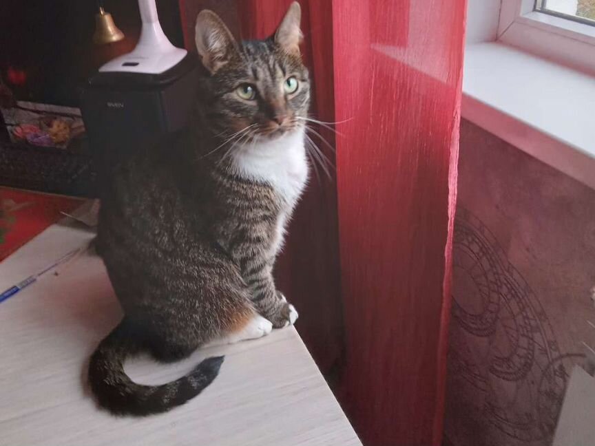 Кот Симон 4 года