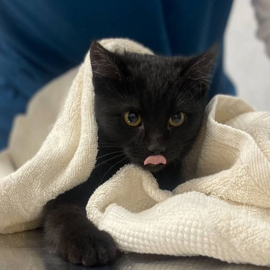 Котенок в добрые руки
