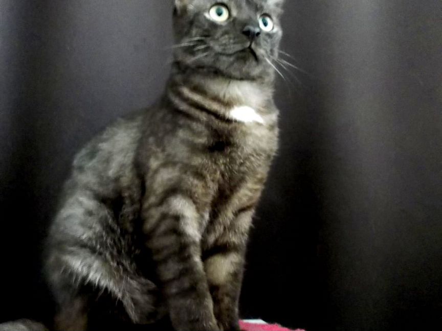 Кот