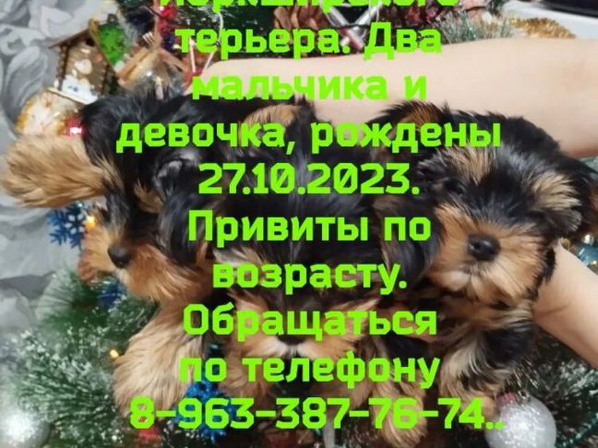 Йокширский терьер щенки