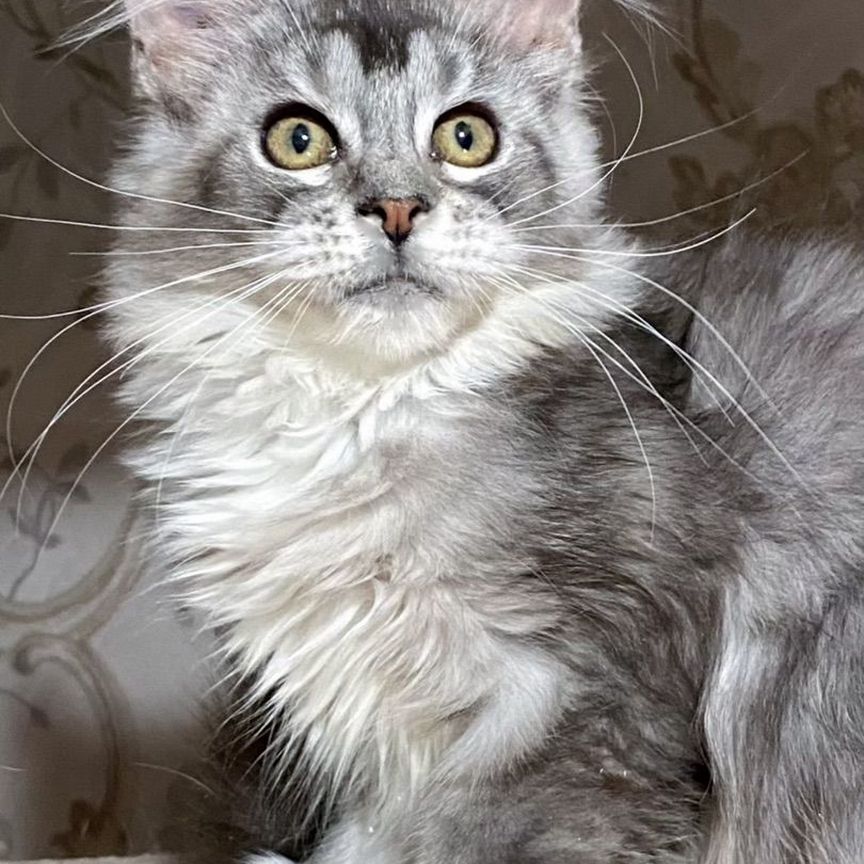 Серебряная девчонка