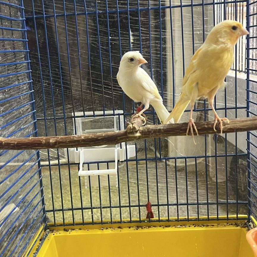 Канарейка кенар, цеана за пару