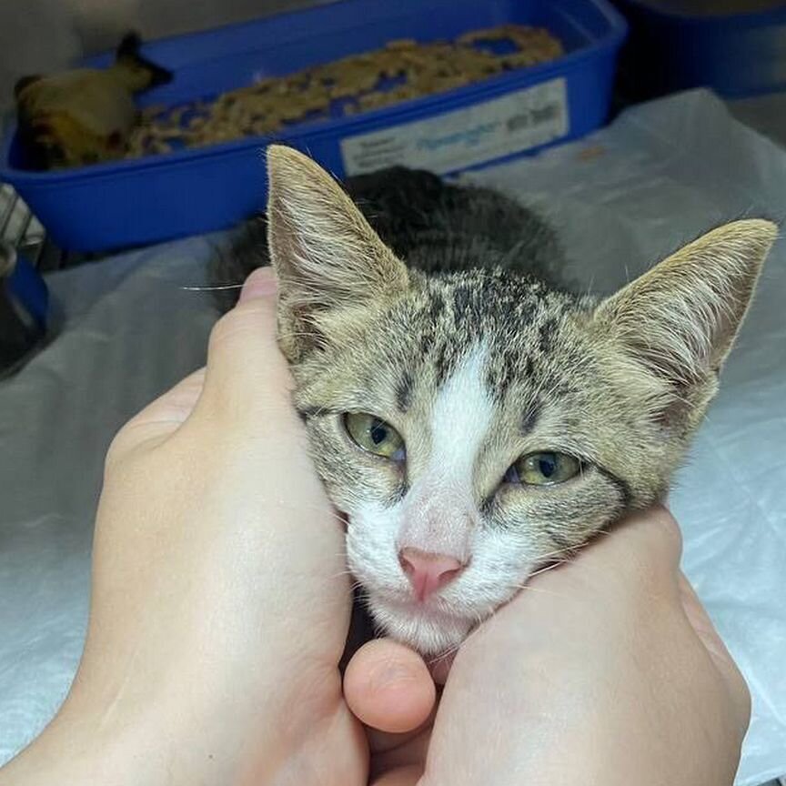 Котенок 2,5 мес, выпуск через 10 дней
