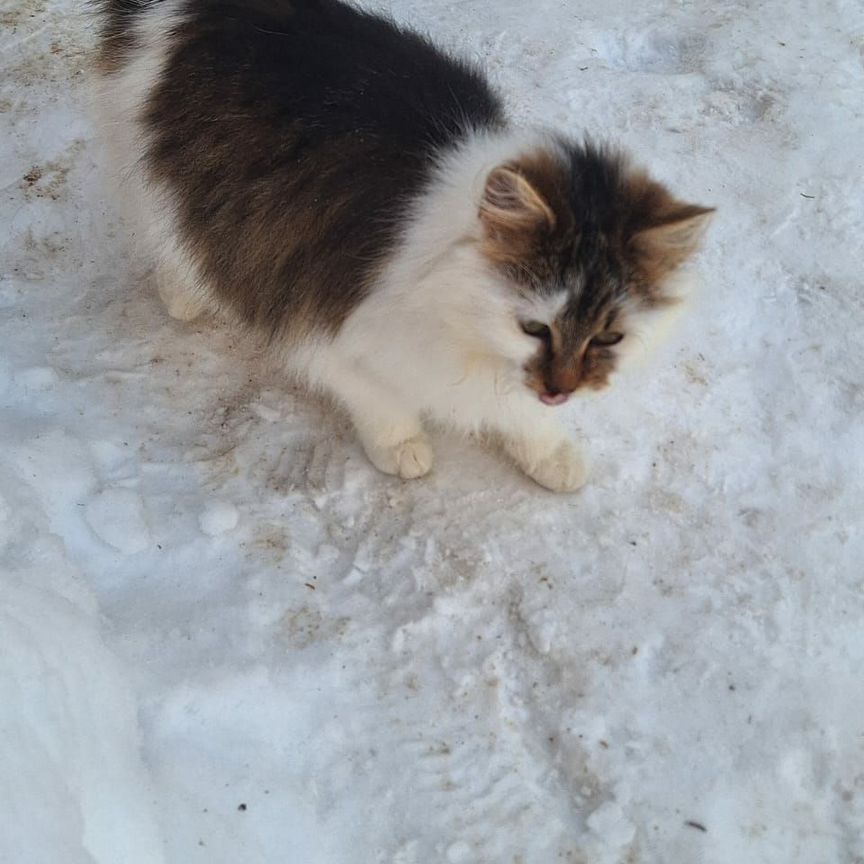 Кошечка 6 месяцев