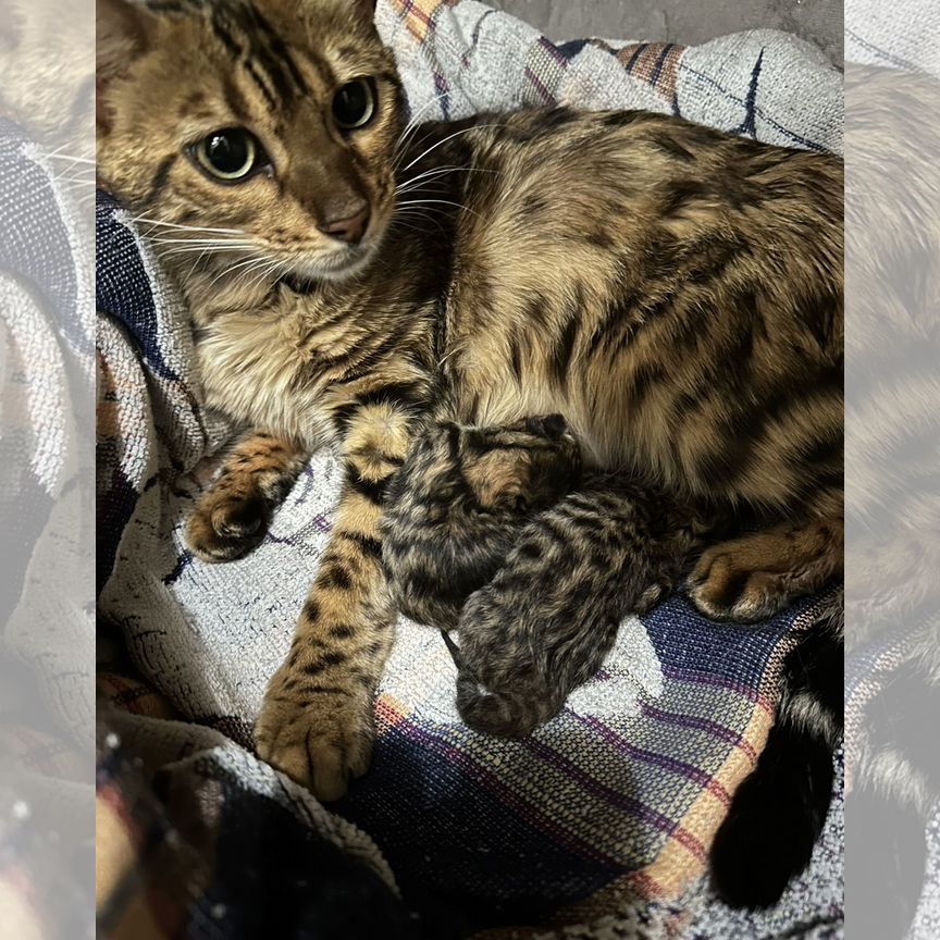 Бенгальские котята
