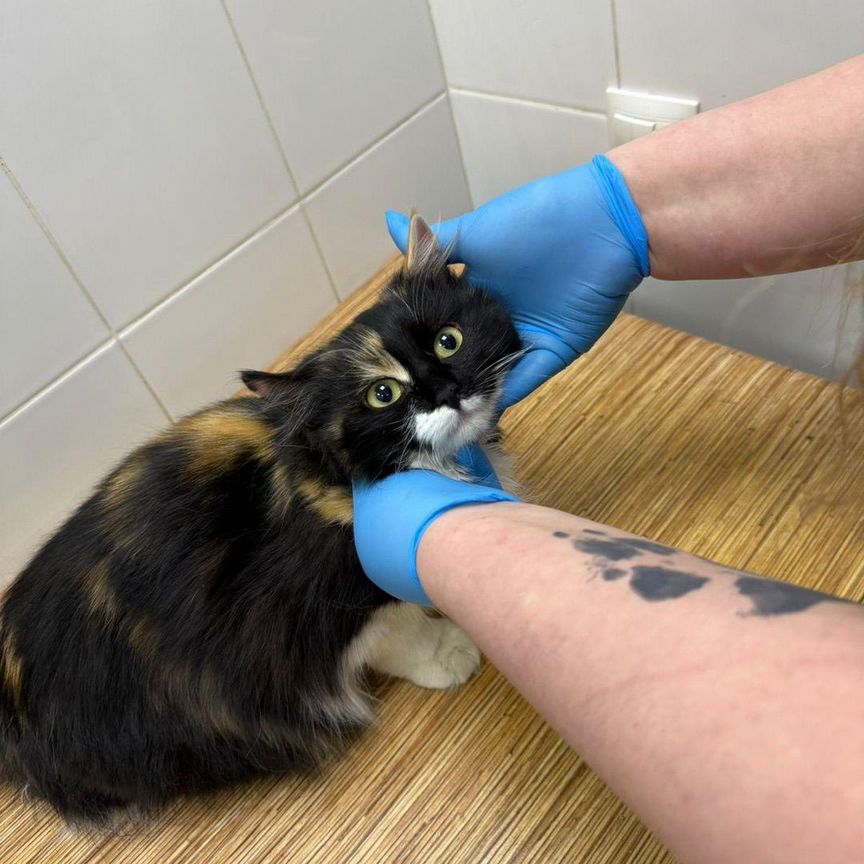 Котенок 8 месяцев