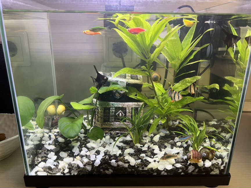 Аквариумные рыбки отдам бесплатно