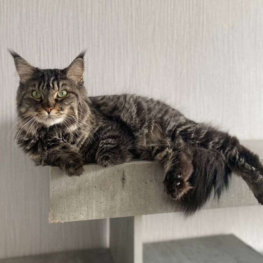 Мейн-кун, взрослая кошка