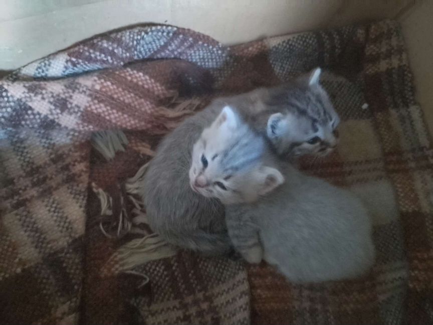 Кошка в дар бесплатно