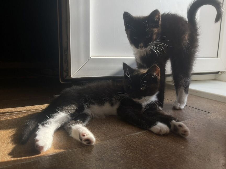 Невероятные девчонки ищут свой дом